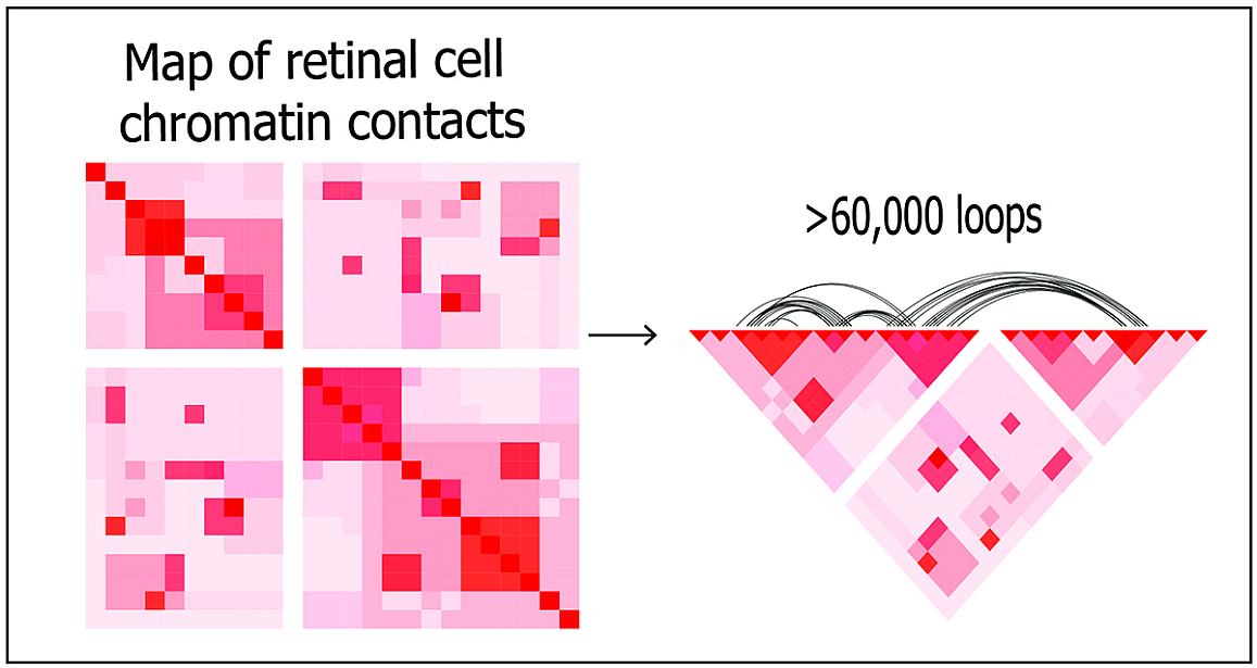 3D map reveals DNA organisation within human retina cells
