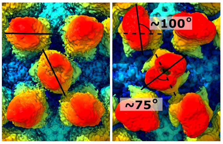 Scientists reveal structure of norovirus using cryo-EM Scientists reveal structure of norovirus using cryo-EM