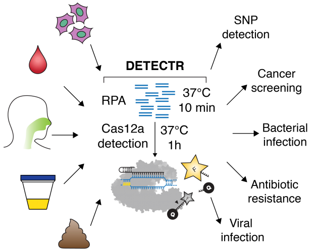 Crispr Cas12a Enables Accurate Disease Diagnostics
