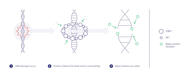 Researchers reveal how body repairs damaged DNA