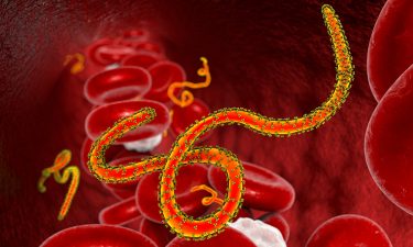 New small molecules can prevent filovirus infection in cells