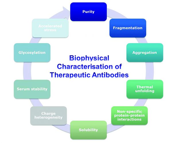 Developability assessment of therapeutic antibodies