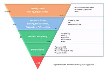 Antibody library screening: high throughput strategies