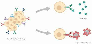 Evaluation of therapeutic antibody discovery technologies