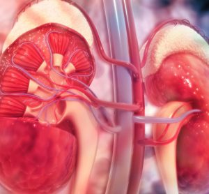 Dr David L Mattson - News, Articles, Whitepapers - Drug Target Review