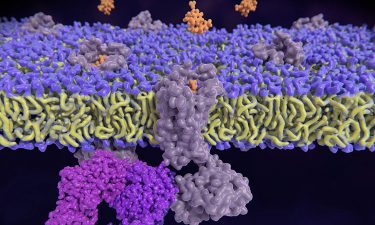 GPCR signalling process opens possibility for novel therapies