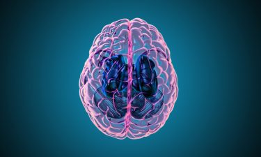 Human Brain Project study offers insights into neurotransmitter ...