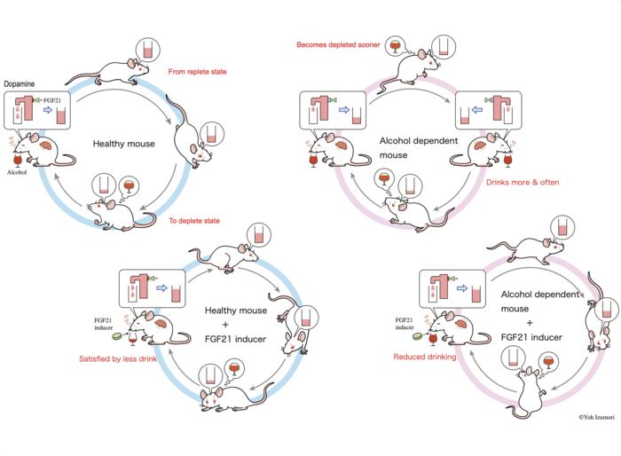 Rare sugars point to future therapies for alcohol dependence - Drug ...