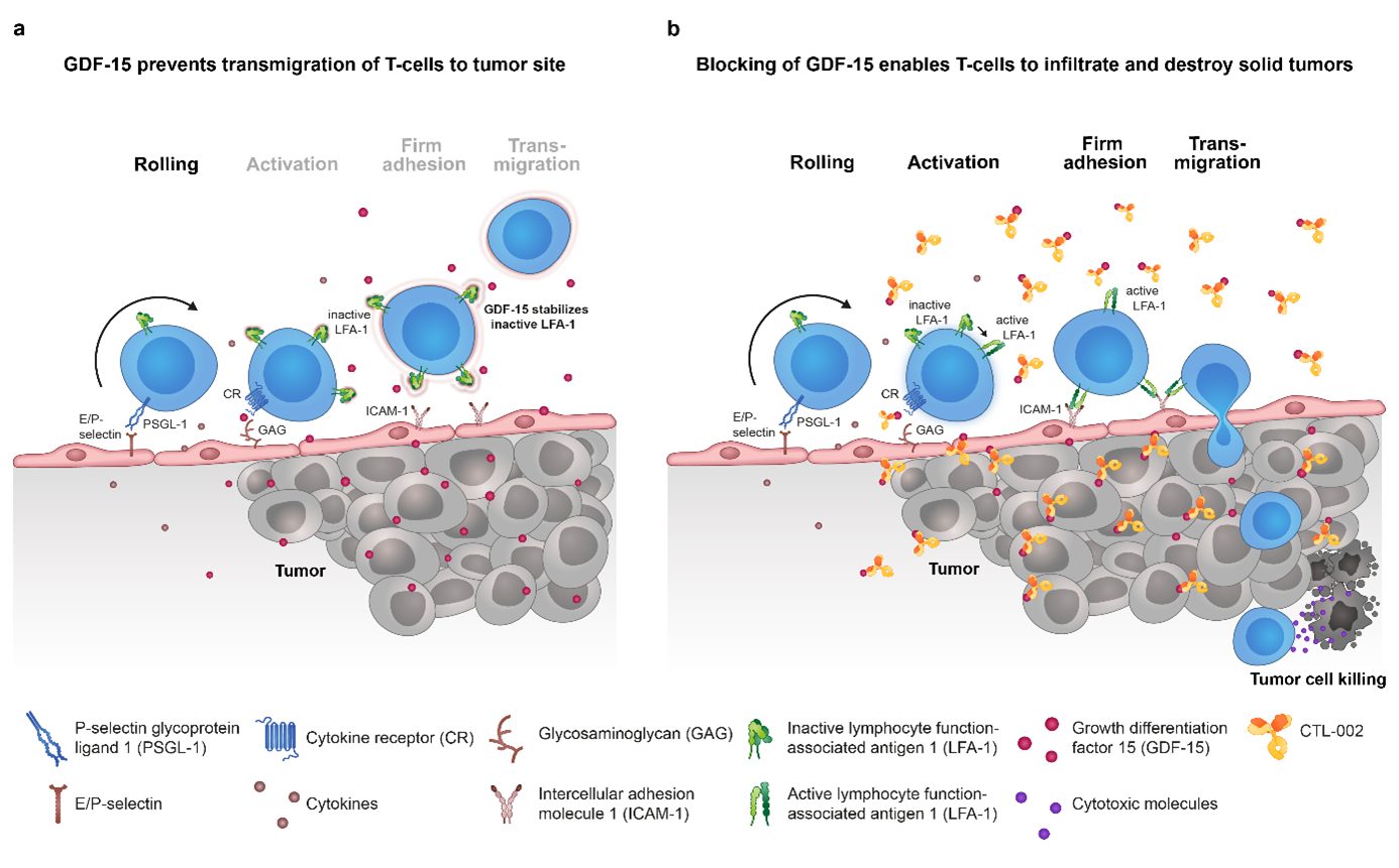Cancer immunotherapy: GDF-15's role in Anti-PD-1 resistance