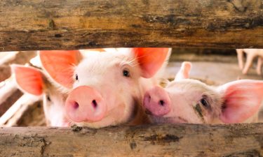 Scientists restore functions in pig's brain hours after death