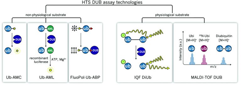 HTS assays for the identification of small-molecule inhibitors of deubiquitinating enzymes