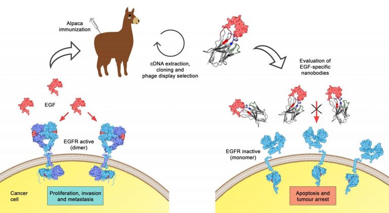 Alpaca immune system reveals a potential treatment for cancer