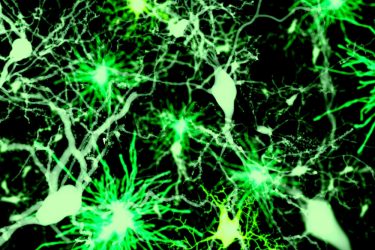 New method allows scientists to watch brain cells interacting in real time