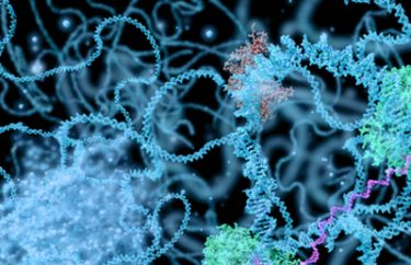 York scientists reveal structure of heparanase