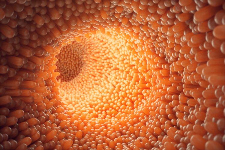 New protocol for intestinal organoid generation developed New protocol for intestinal organoid generation developed
