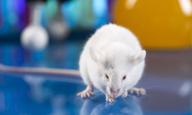Methodology developed to genetically modify lab mice and human cells