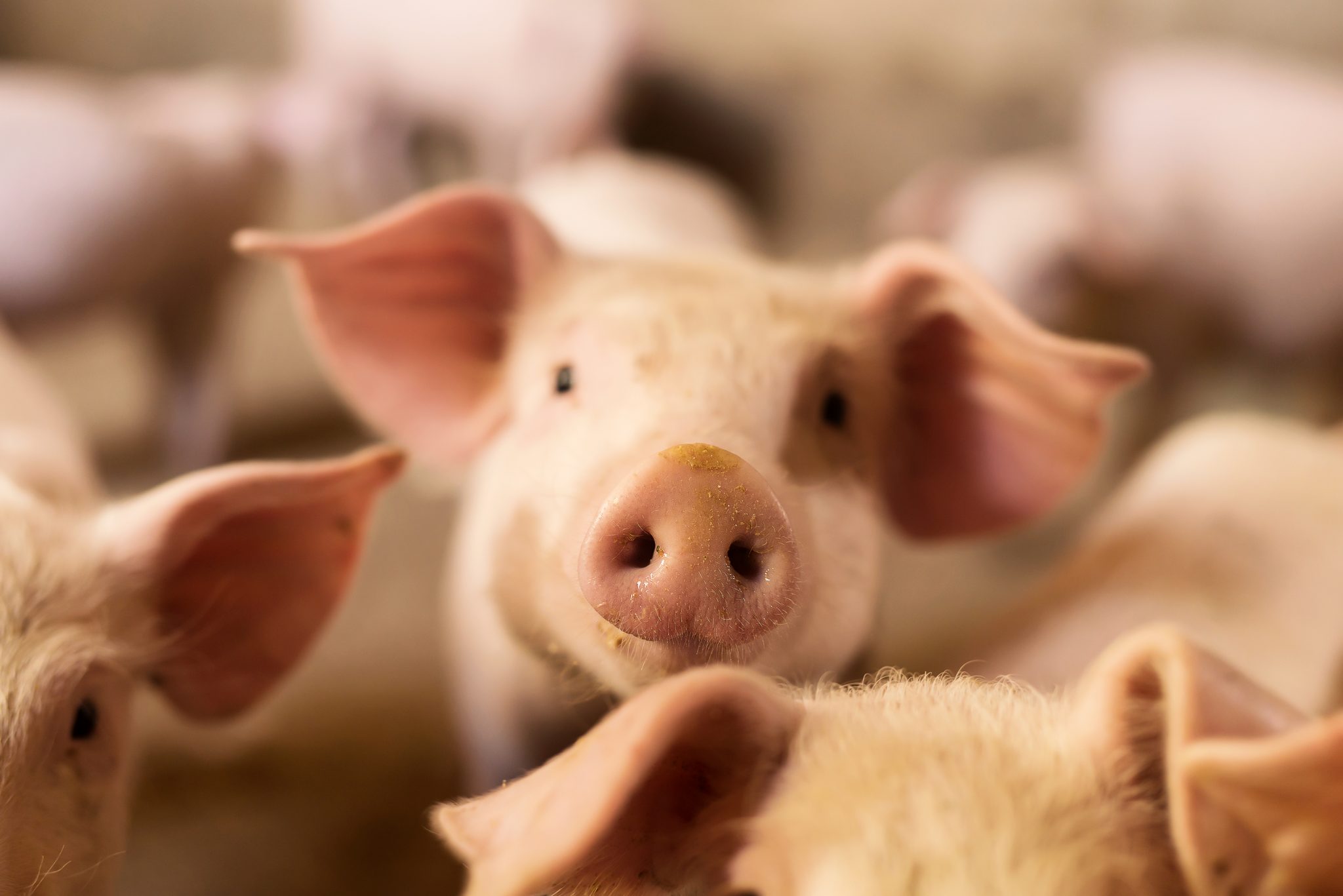 Novel bioactive dialysis system improves survival in pigs with liver ...