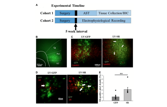 Improved cognitive function in rats with enzyme upregulation Improved cognitive function in rats with enzyme upregulation