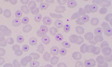 Study identifies molecules to potentially treat Plasmodium parasites
