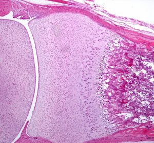 Dr Jan Nolta - News, Articles, Whitepapers - Drug Target Review