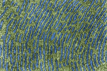 Ribosomes repair damage to single stranded RNA