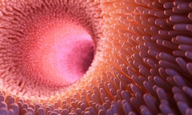 Mucus could be key to treating colon and airway diseases - DTR